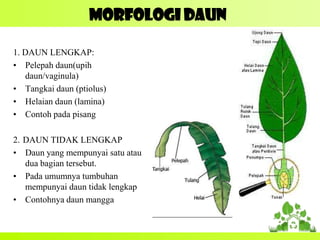 Daun | PPTX