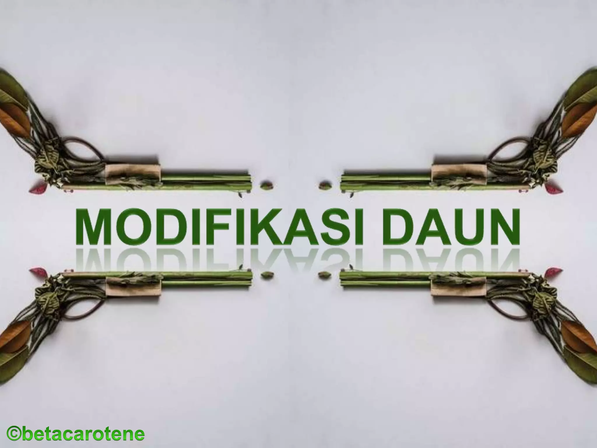 MODIFIKASI DAN FILOTAKSIS DAUN | PPTX