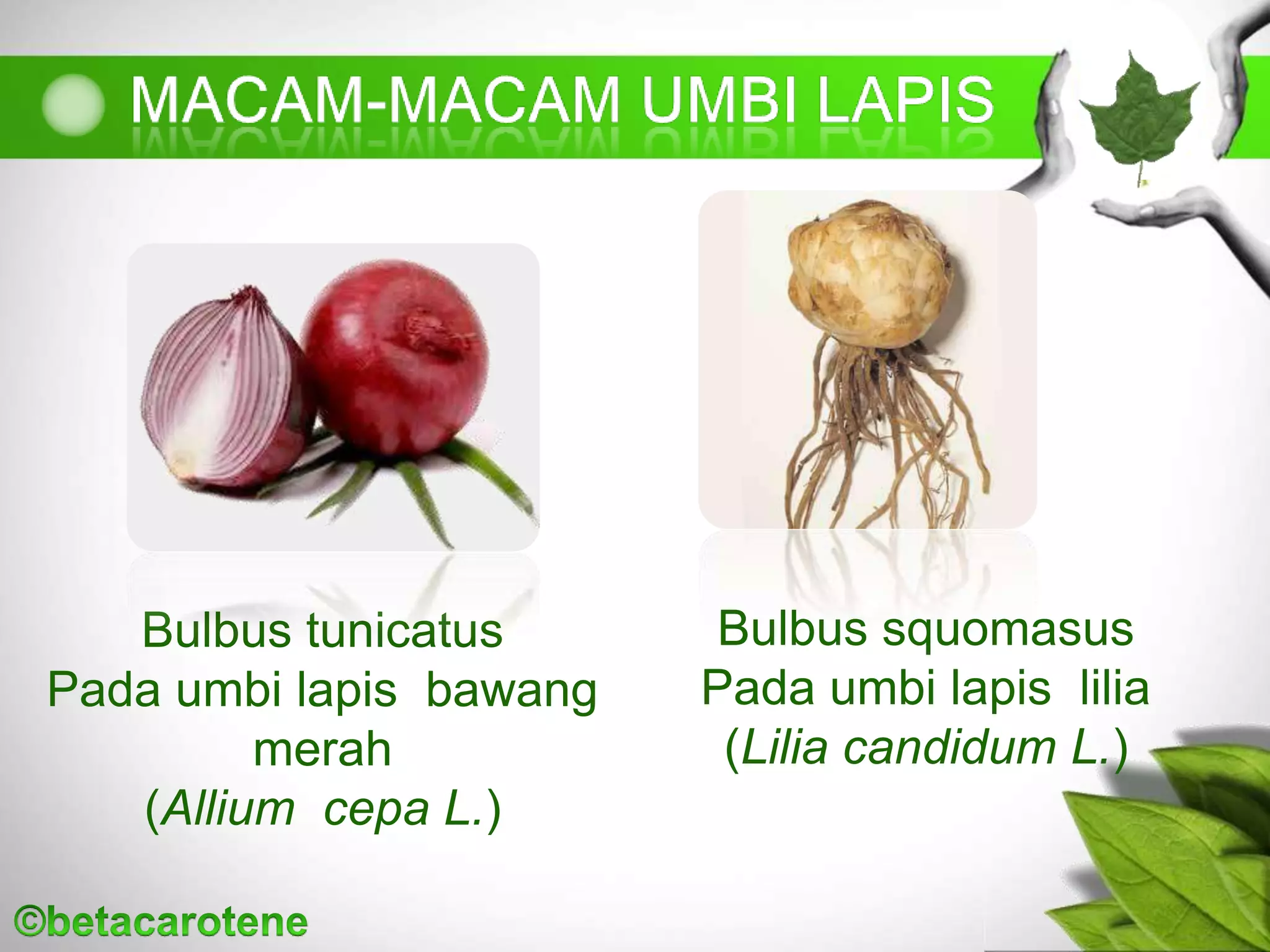 MODIFIKASI DAN FILOTAKSIS DAUN | PPTX