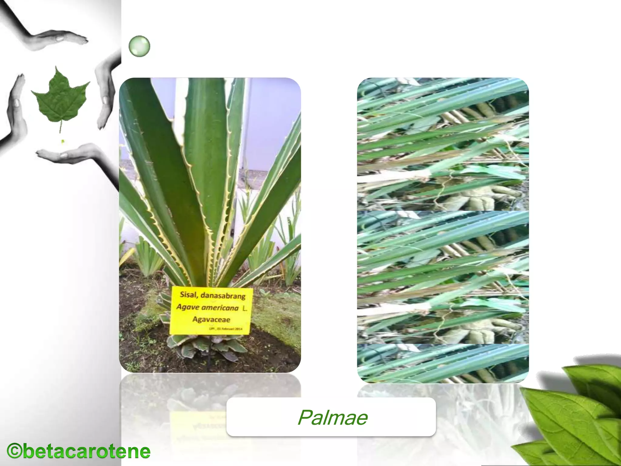 MODIFIKASI DAN FILOTAKSIS DAUN | PPTX