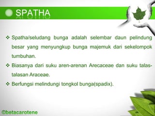 MODIFIKASI DAN FILOTAKSIS DAUN | PPTX
