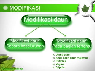 MODIFIKASI DAN FILOTAKSIS DAUN | PPTX