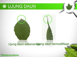 MODIFIKASI DAN FILOTAKSIS DAUN | PPTX