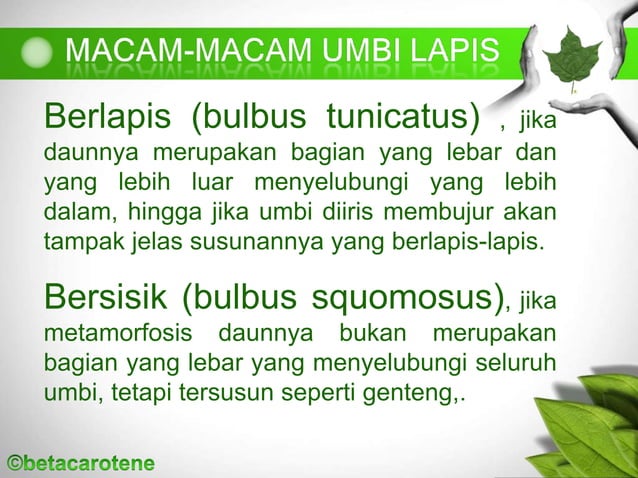 MODIFIKASI DAN FILOTAKSIS DAUN | PPTX