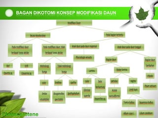 MODIFIKASI DAN FILOTAKSIS DAUN | PPTX