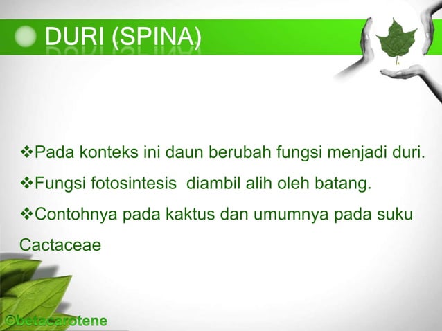 MODIFIKASI DAN FILOTAKSIS DAUN | PPTX