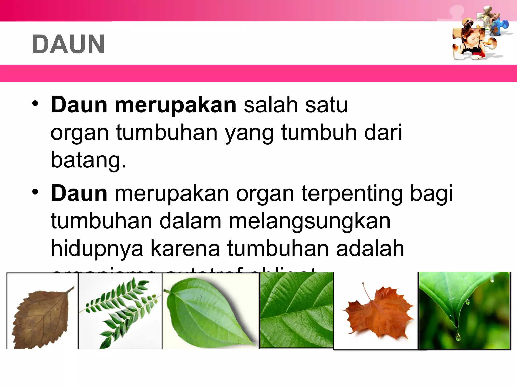 DAUN TUMBUHAN BIOLOGI MISA VLKRN | PPT