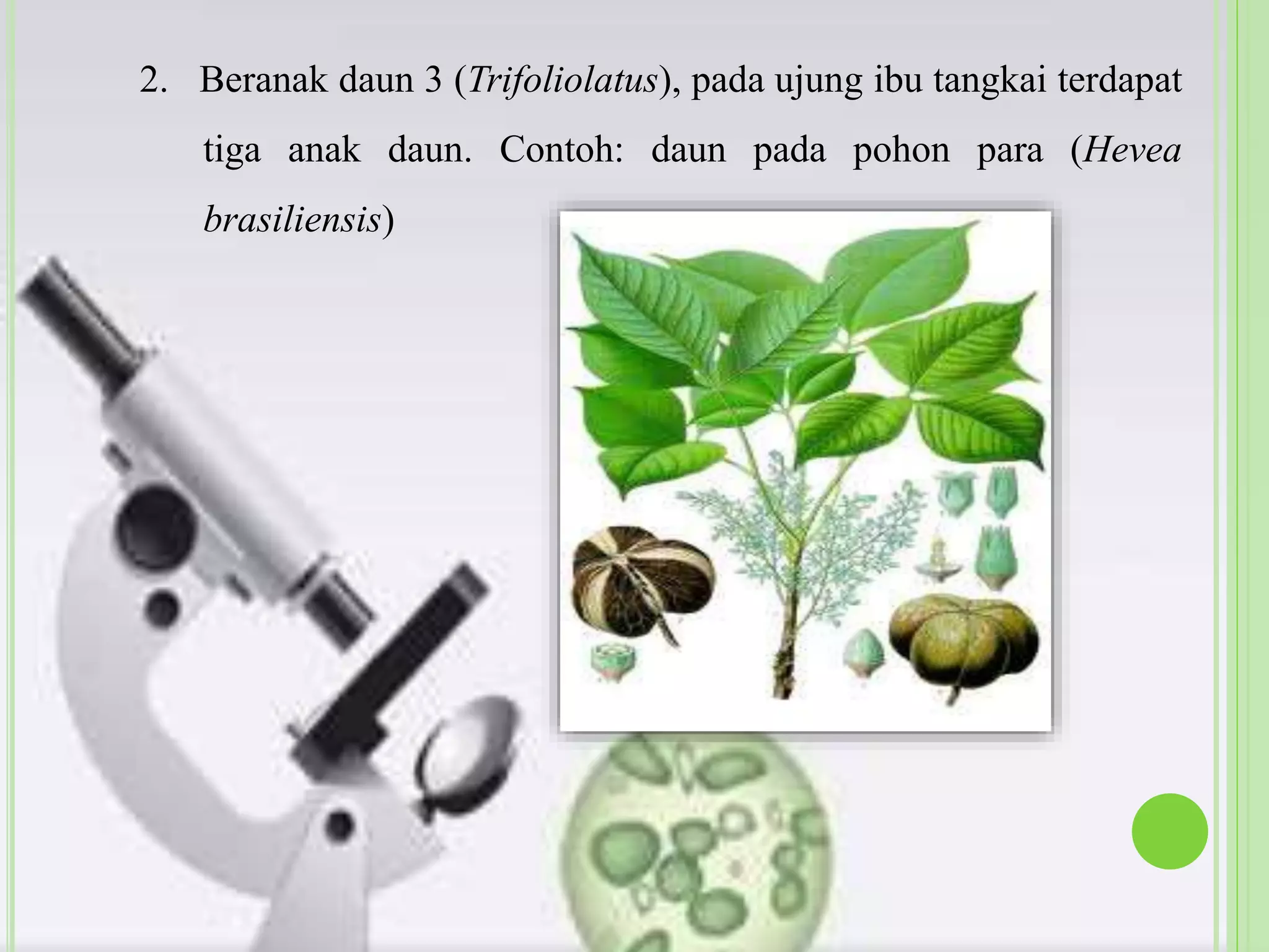 Daun Majemuk Menjari | PPTX