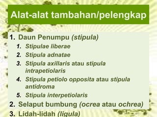 Daun | PPTX