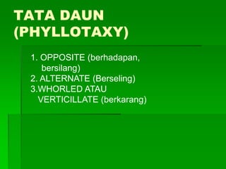 Daun 3.ppt