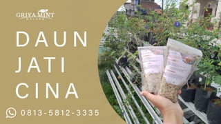daun Jati cina 3.pdf