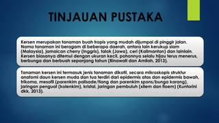 Daun Kersen (Muntingia calabura L) (1).pptx