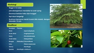 Daun Kersen (Muntingia calabura L) (1).pptx