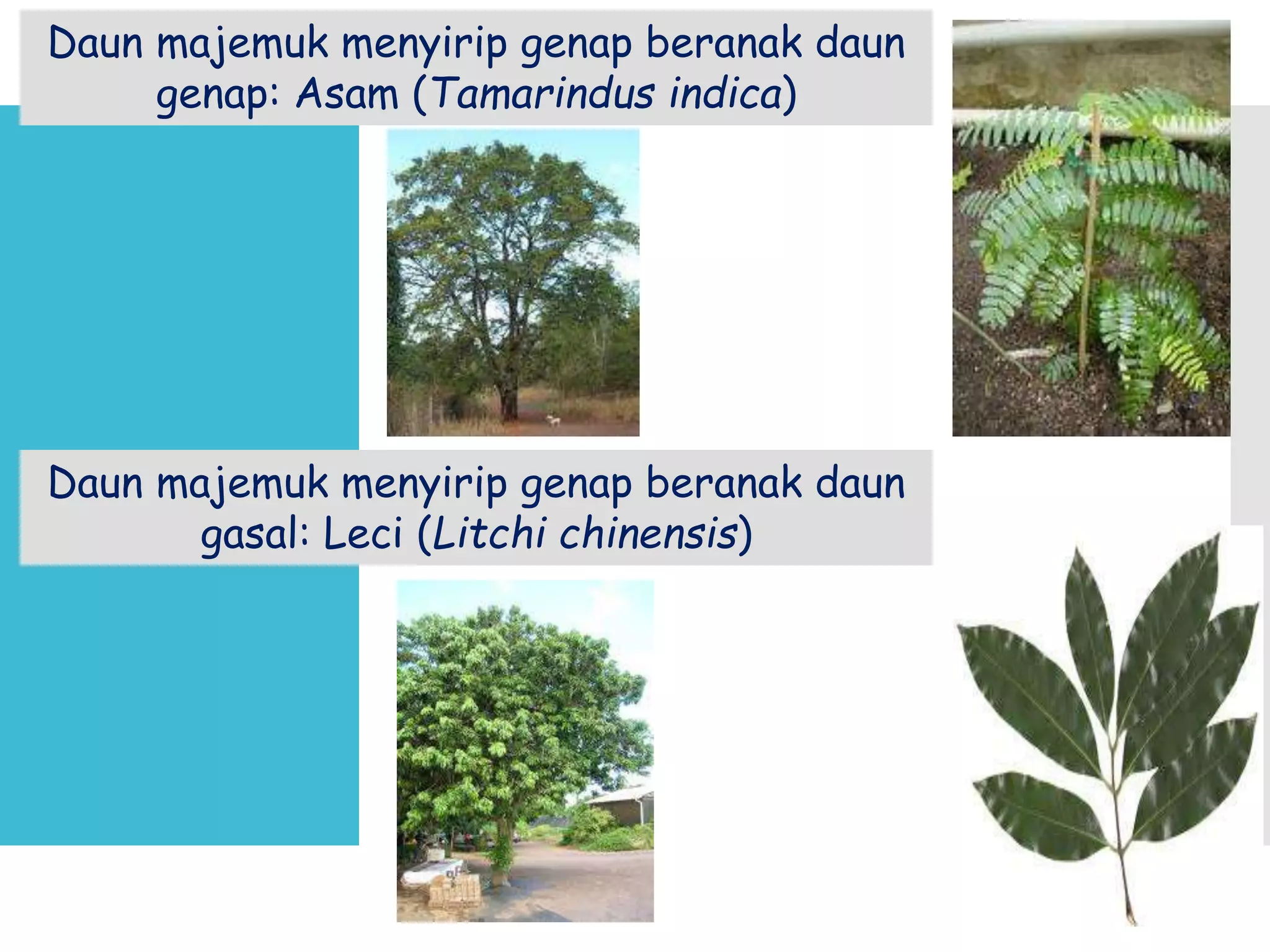 Morfologi Tumbuhan - Daun majemuk | PPTX