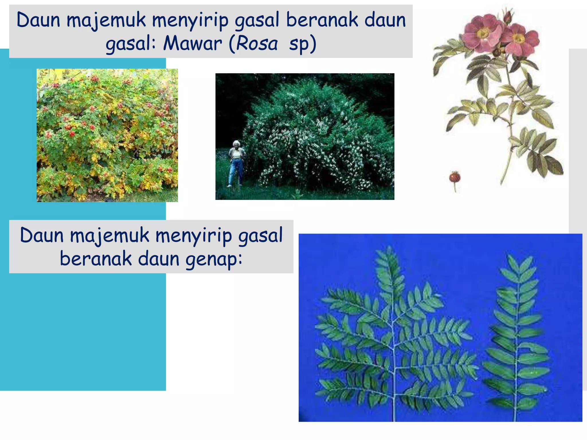 Morfologi Tumbuhan - Daun majemuk | PPTX