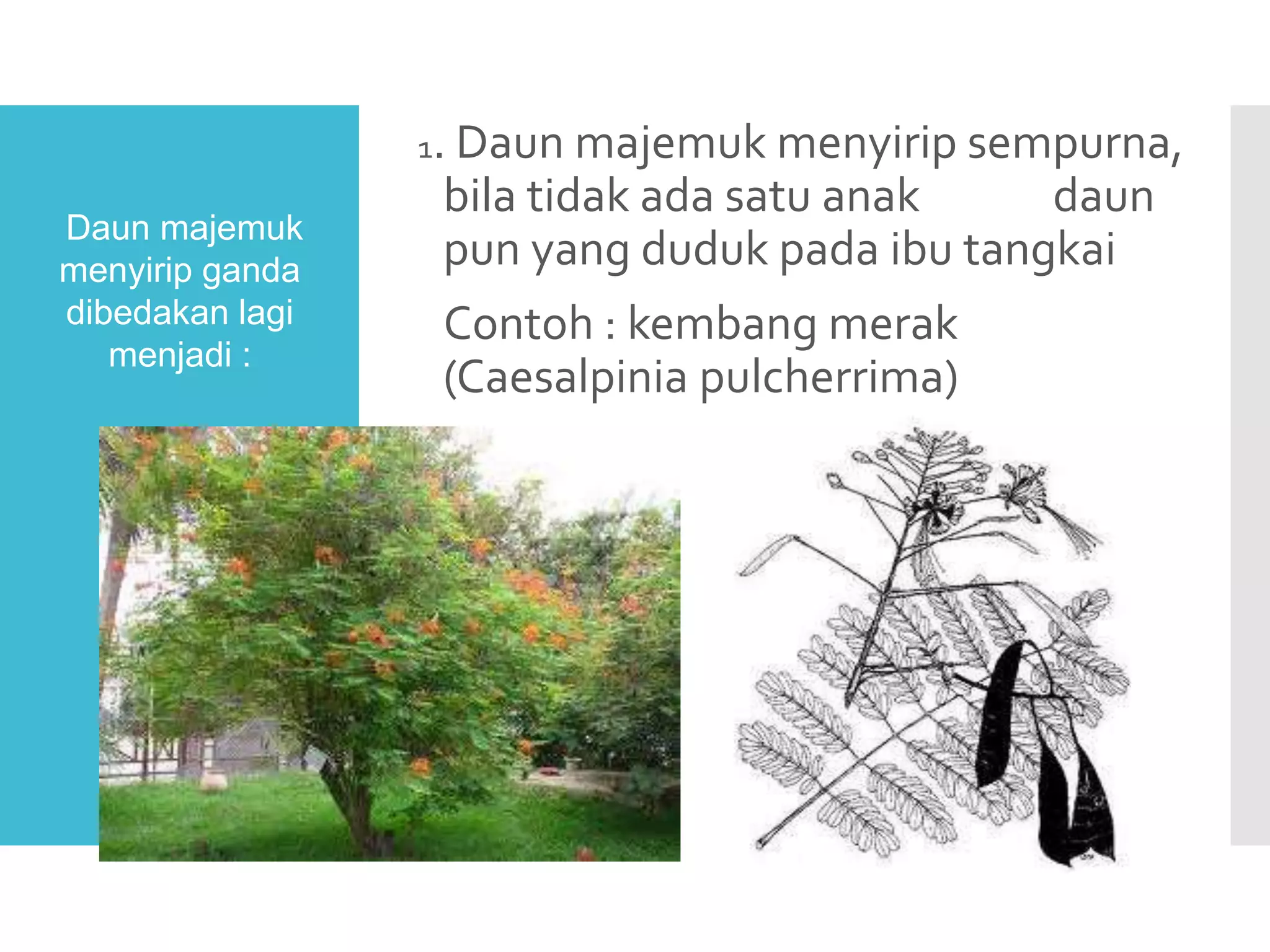 Morfologi Tumbuhan - Daun majemuk | PPTX