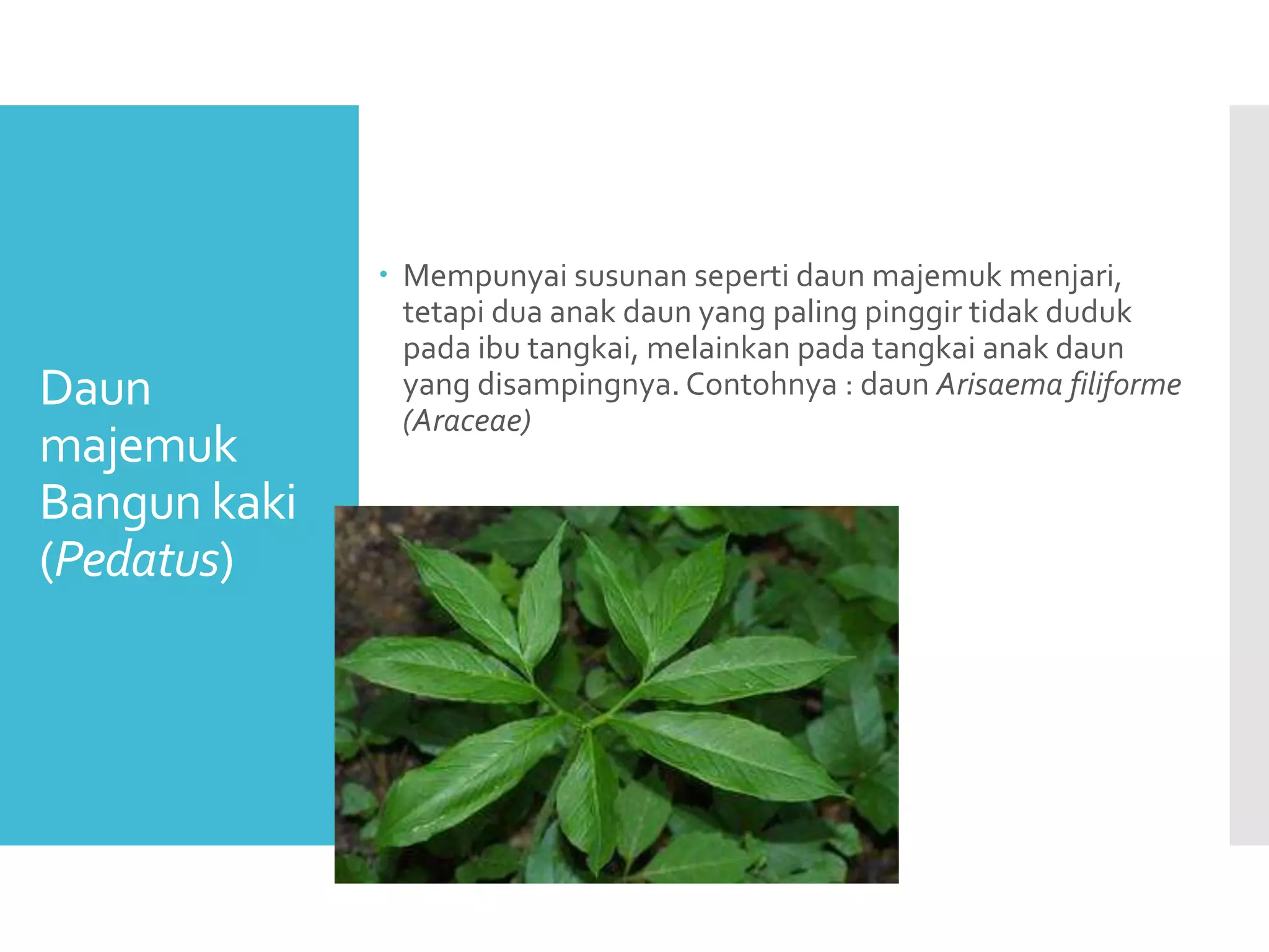 Morfologi Tumbuhan - Daun majemuk | PPTX