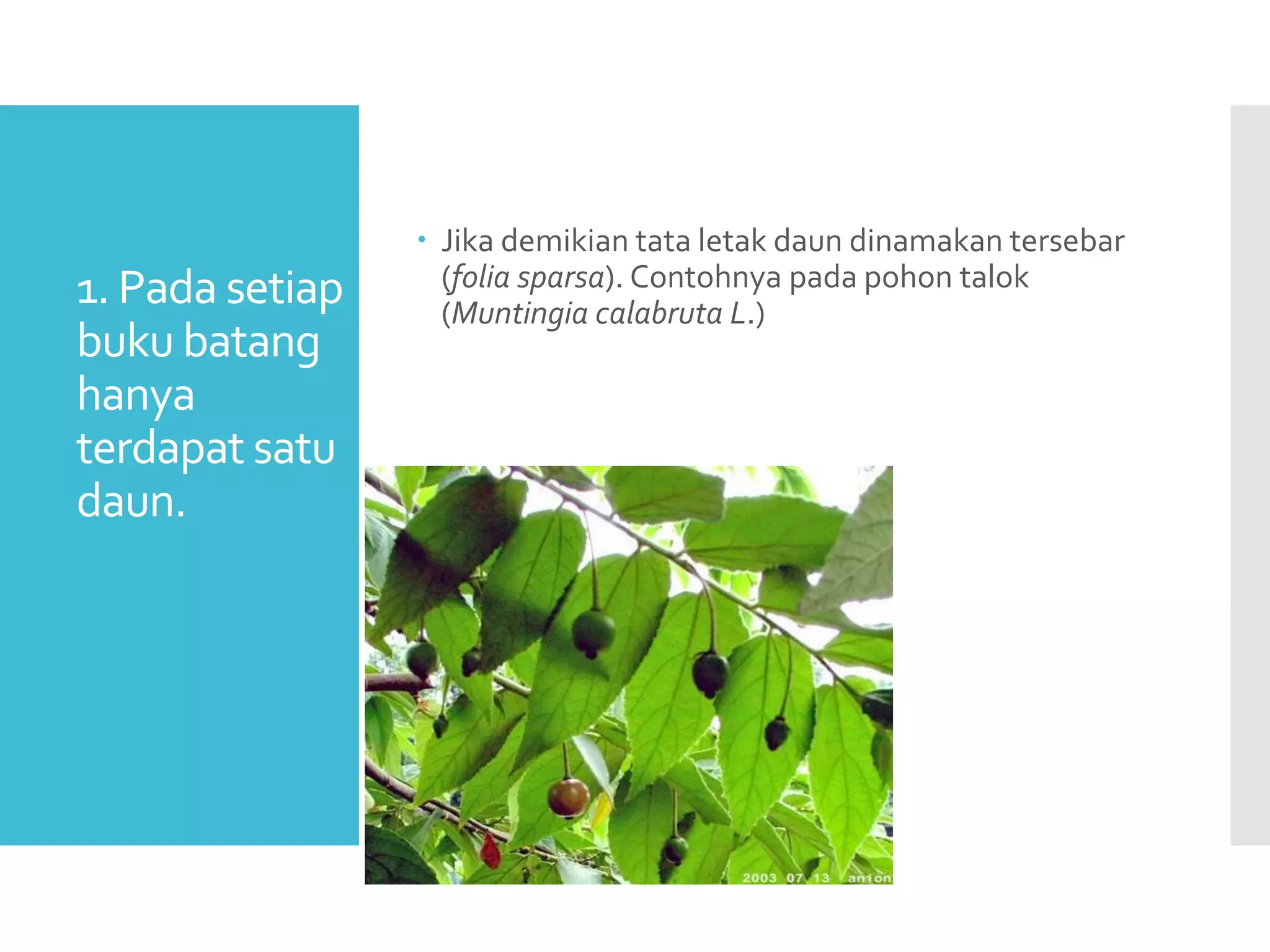 Morfologi Tumbuhan - Daun majemuk | PPTX