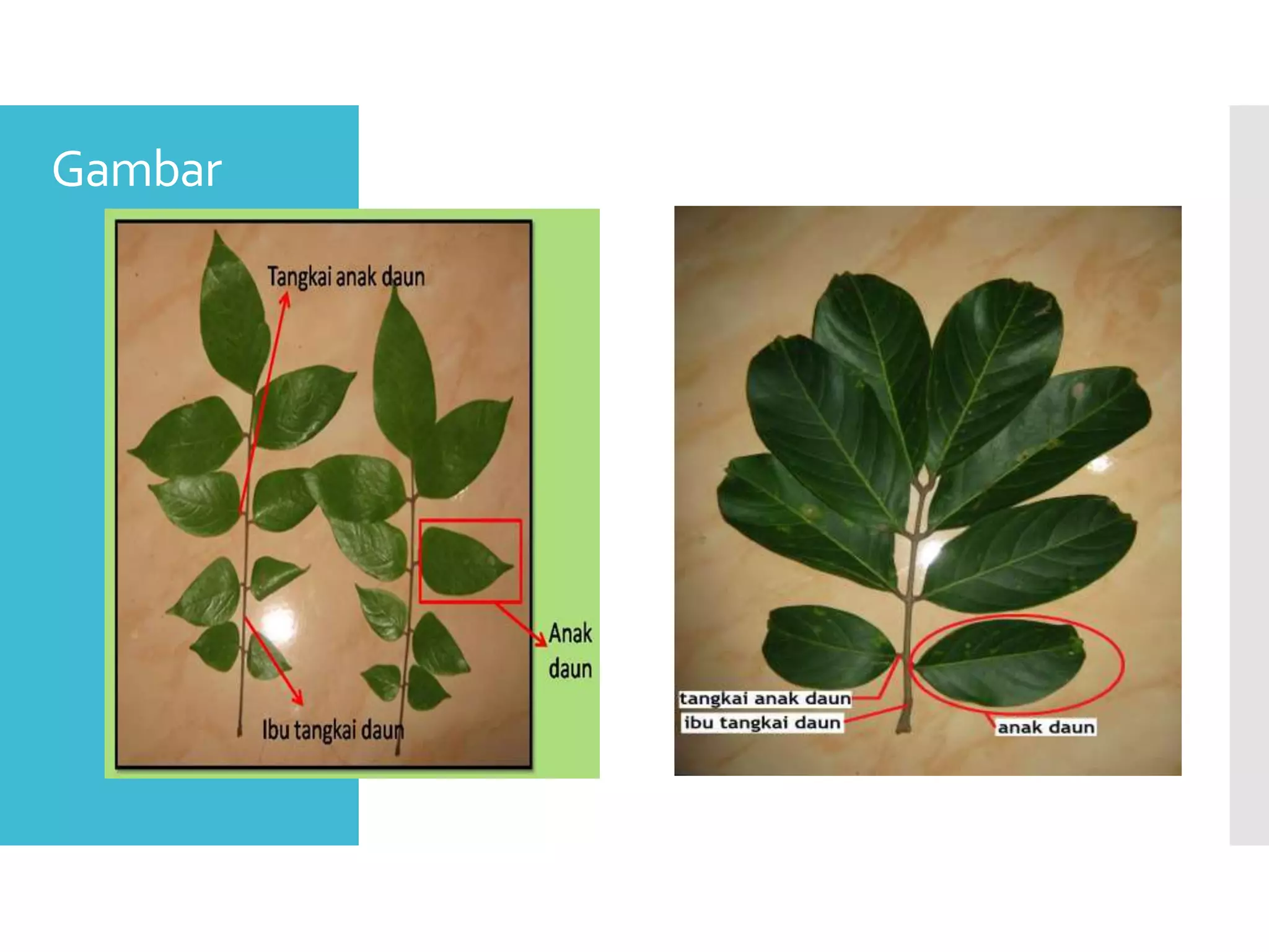 Morfologi Tumbuhan - Daun majemuk | PPTX