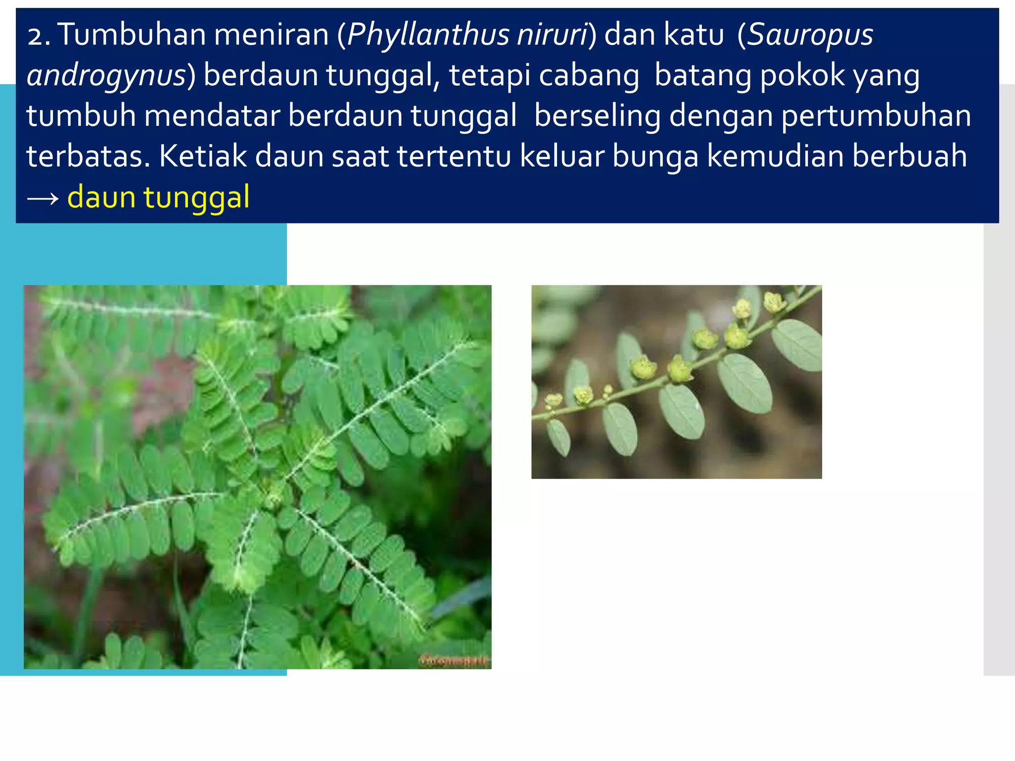 Morfologi Tumbuhan - Daun majemuk | PPTX