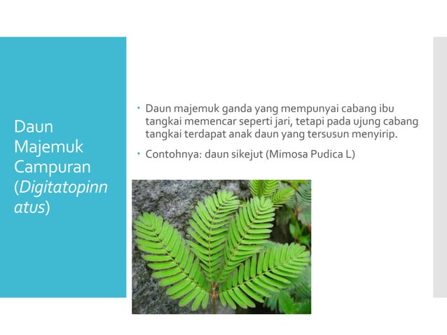 Morfologi Tumbuhan - Daun majemuk | PPTX