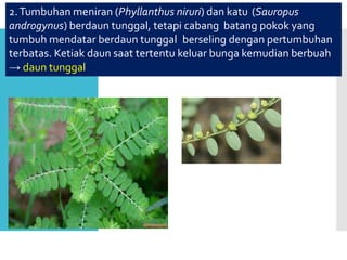 Morfologi Tumbuhan - Daun majemuk | PPTX