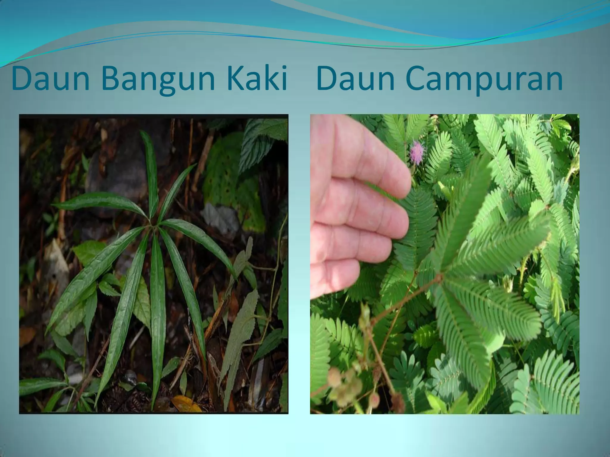 Daun Majemuk | PPTX