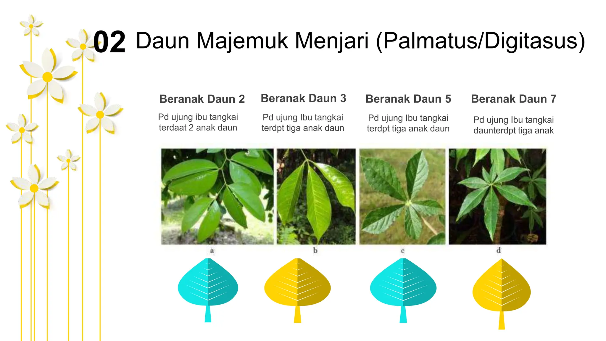 Daun Majemuk dan Phillotaxis Daun Mortum.pptx