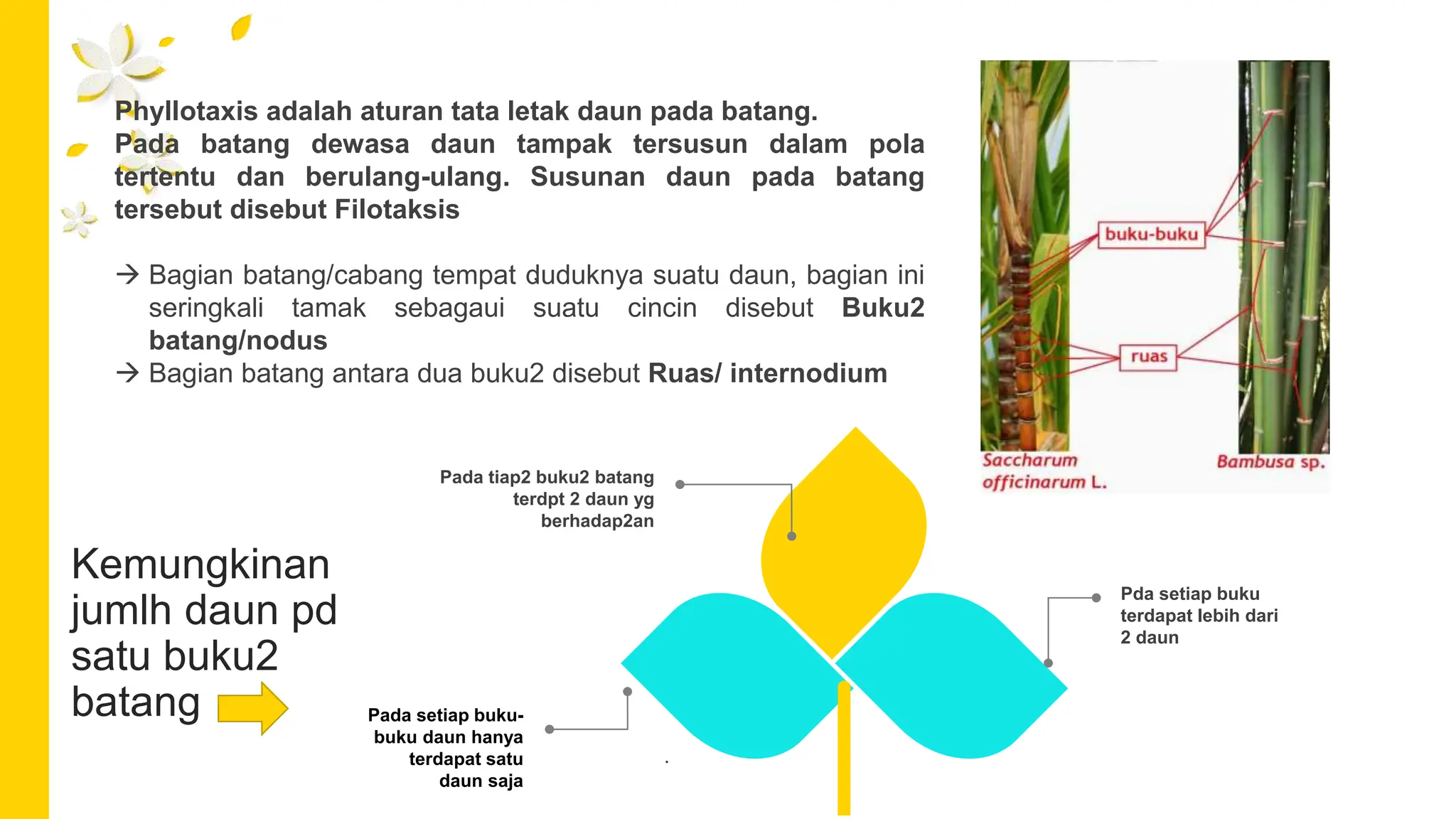 Daun Majemuk dan Phillotaxis Daun Mortum.pptx