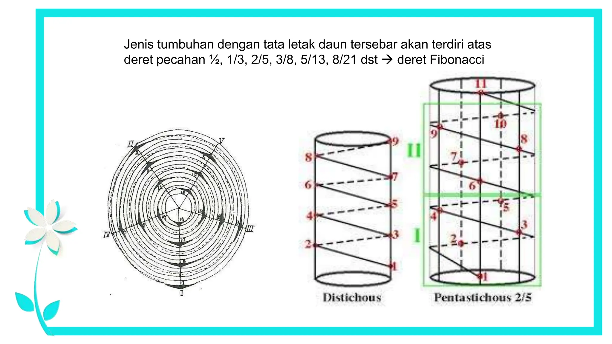 Daun Majemuk dan Phillotaxis Daun Mortum.pptx