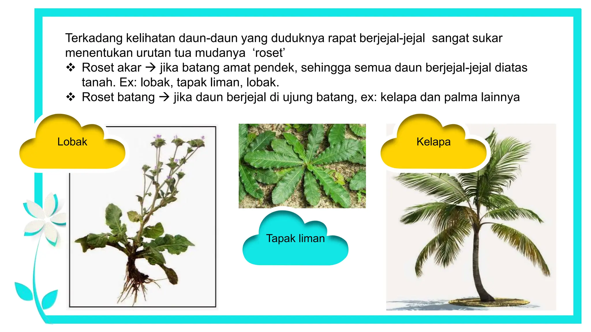 Daun Majemuk dan Phillotaxis Daun Mortum.pptx
