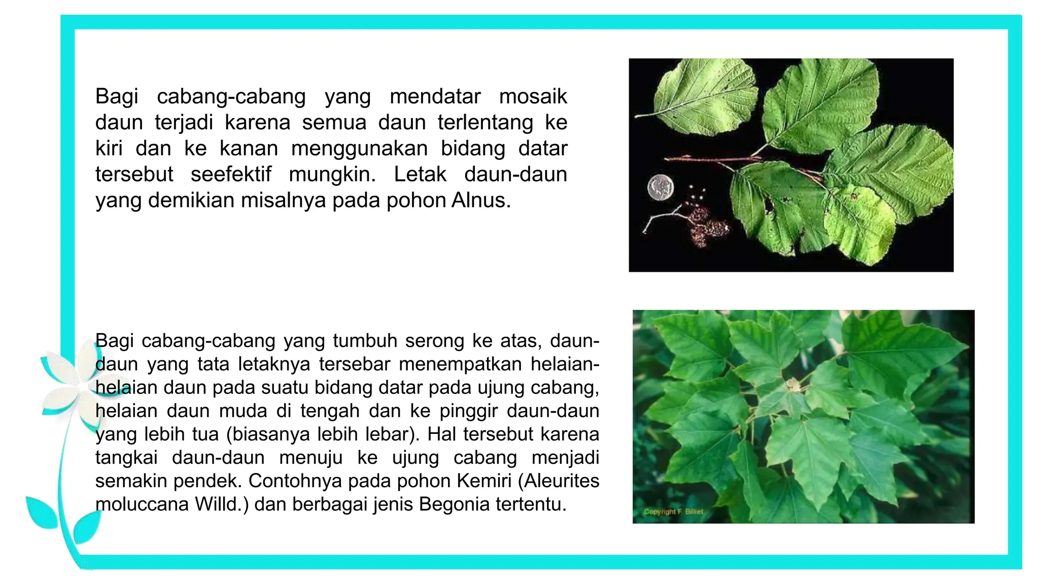 Daun Majemuk dan Phillotaxis Daun Mortum.pptx