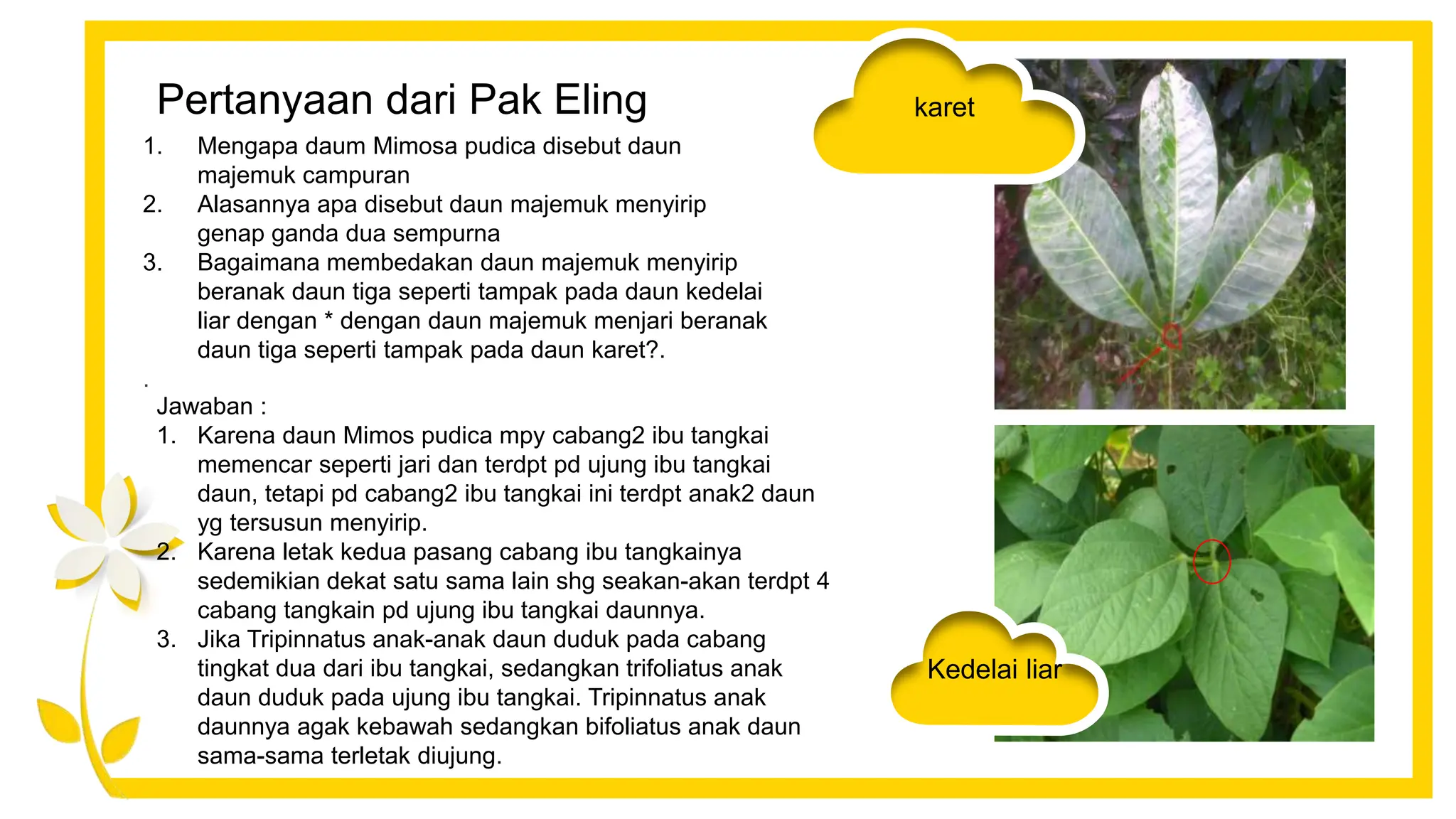 Daun Majemuk dan Phillotaxis Daun Mortum.pptx