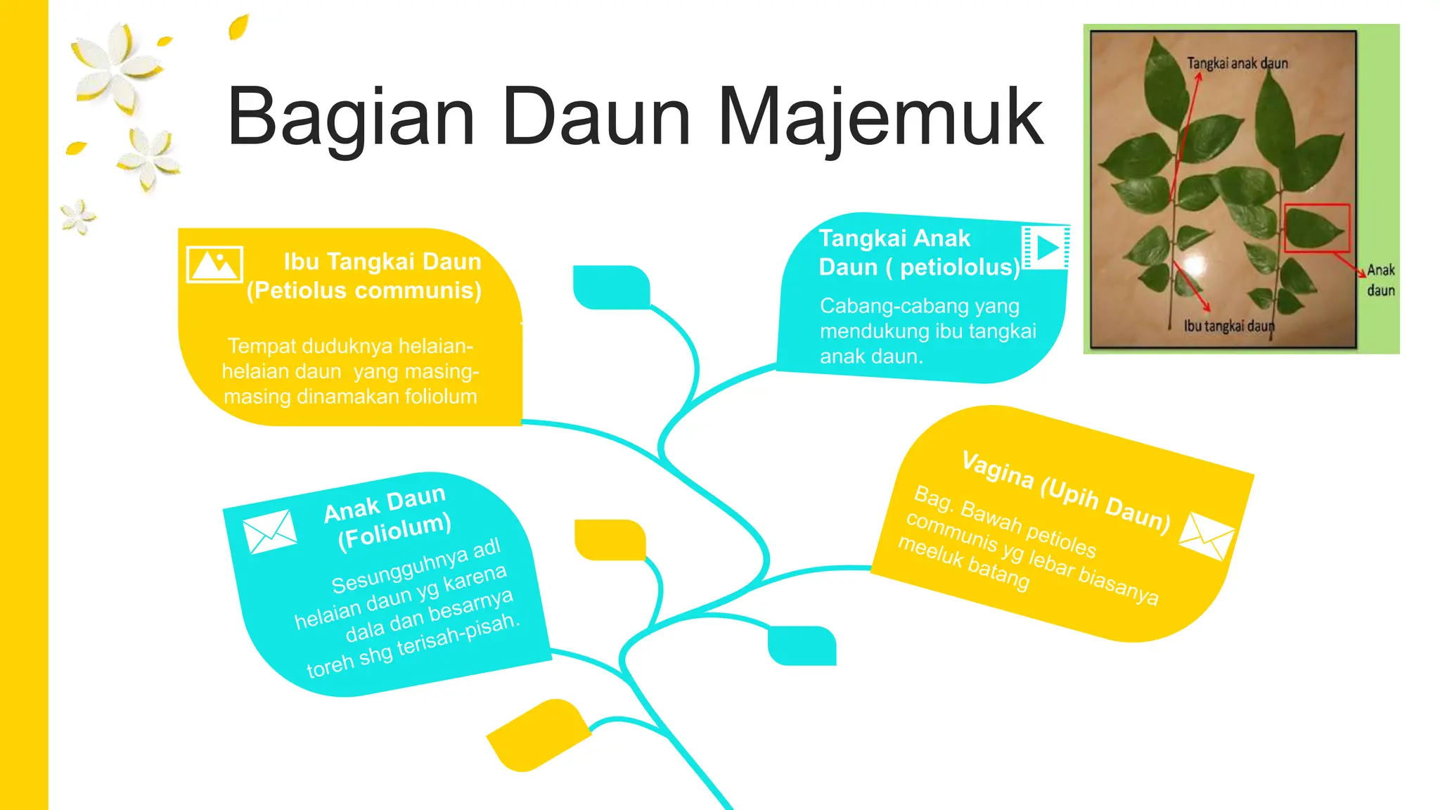 Daun Majemuk dan Phillotaxis Daun Mortum.pptx