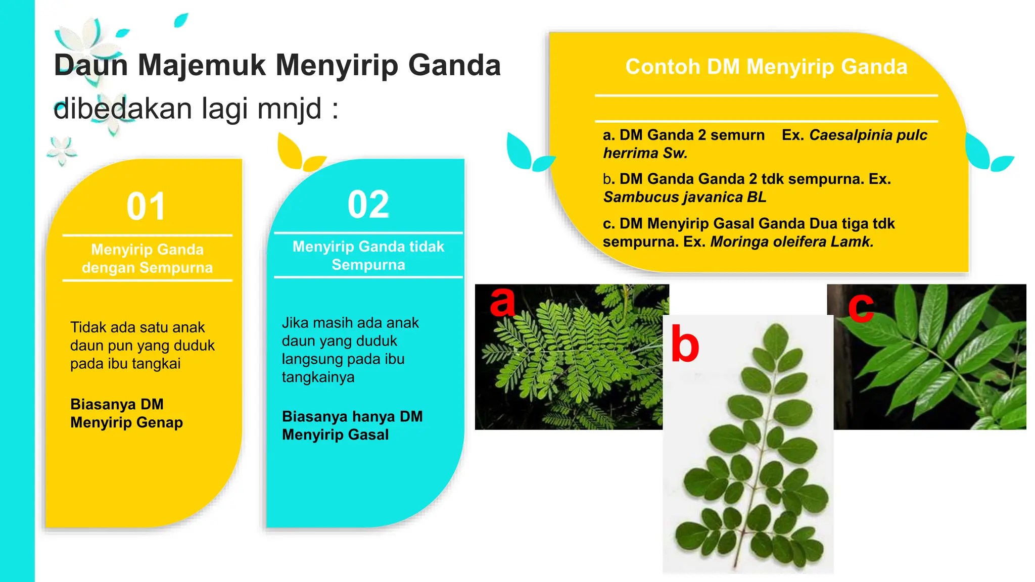 Daun Majemuk dan Phillotaxis Daun Mortum.pptx