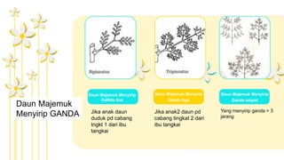 Daun Majemuk dan Phillotaxis Daun Mortum.pptx