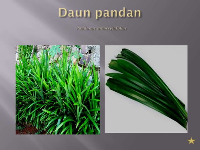 Daun pptx | PPTX