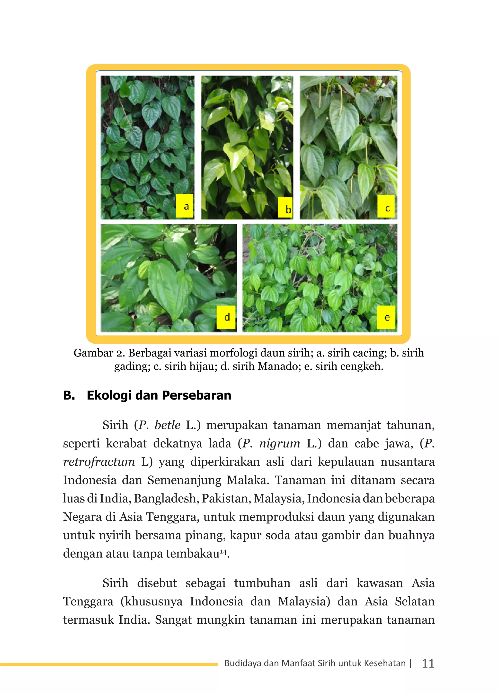 daun sirih.pdf