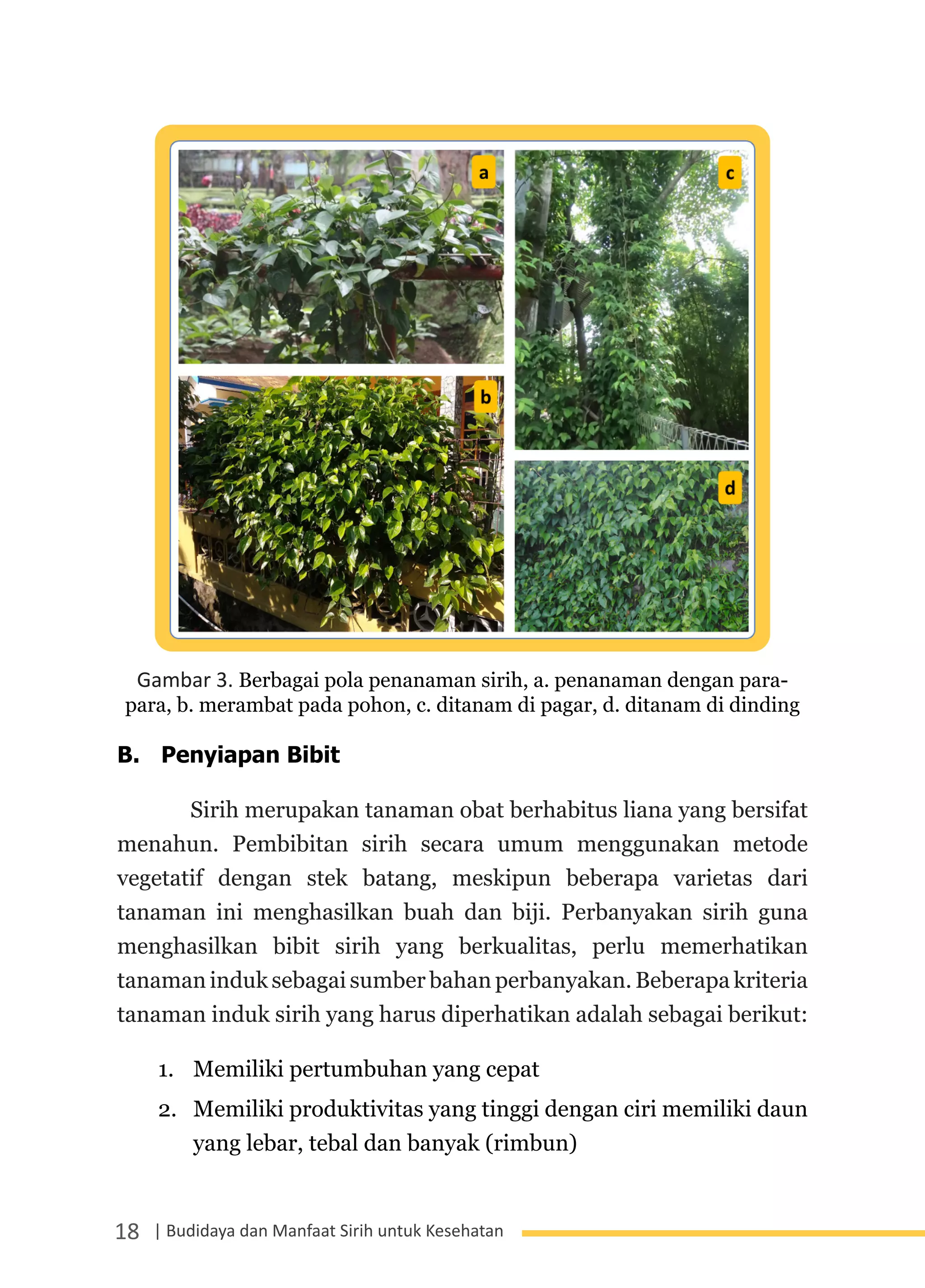daun sirih.pdf