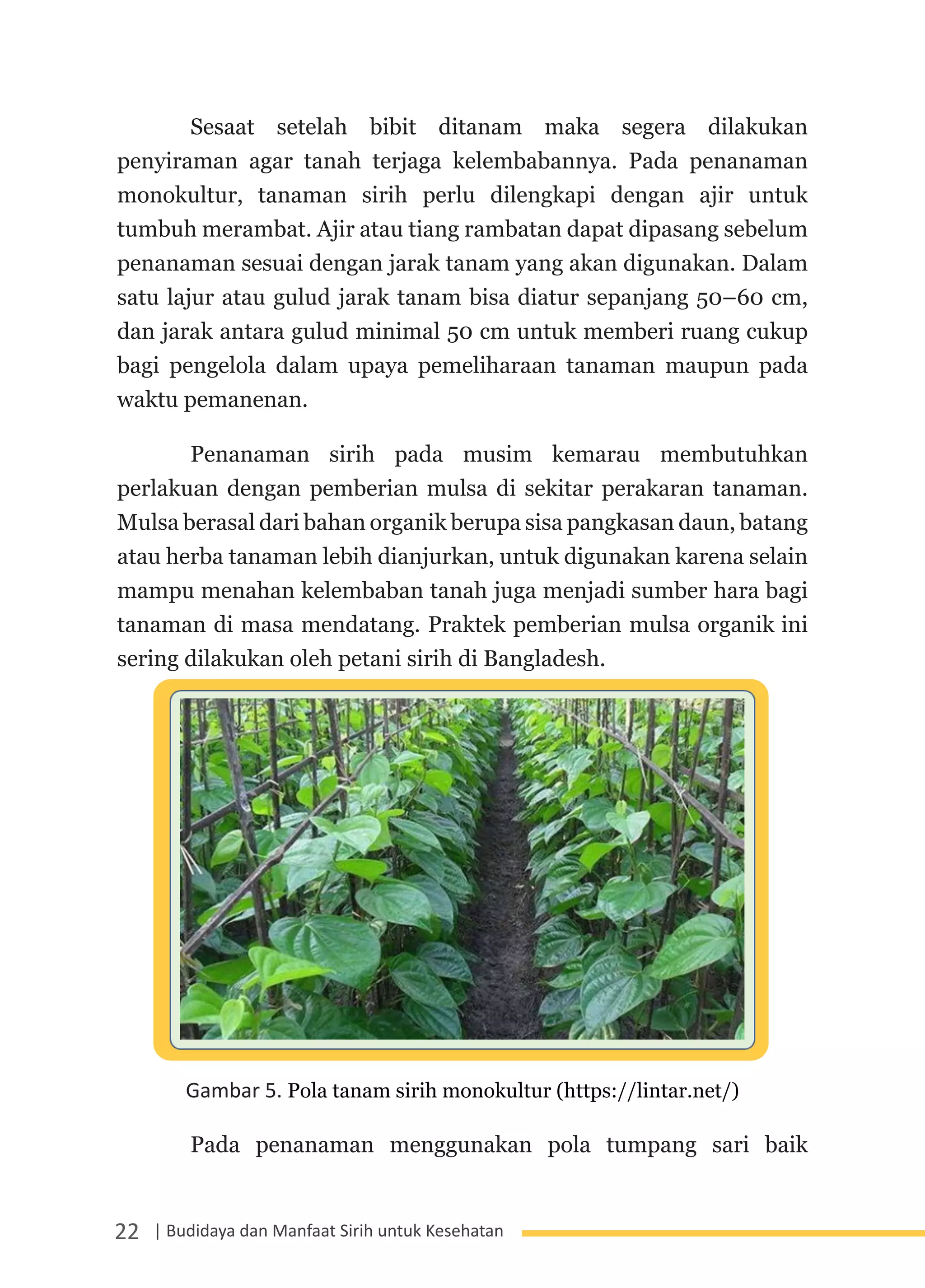 daun sirih.pdf