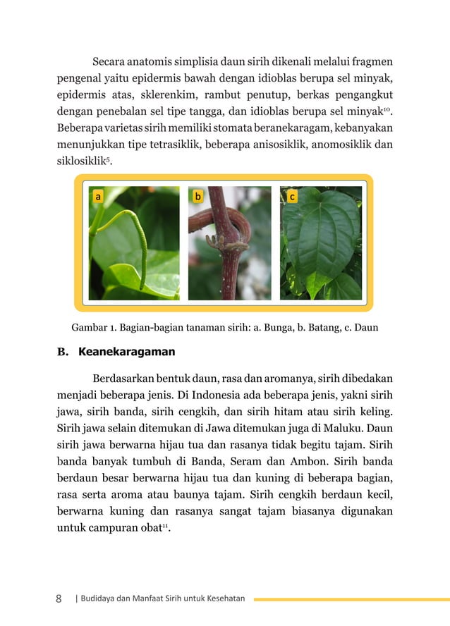 daun sirih.pdf