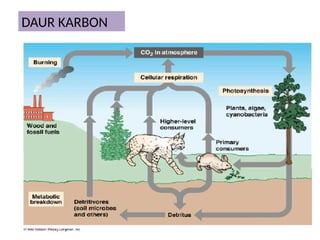 Comprehensive Overview of Biogeochemical Cycles: Nitrogen, Carbon ...