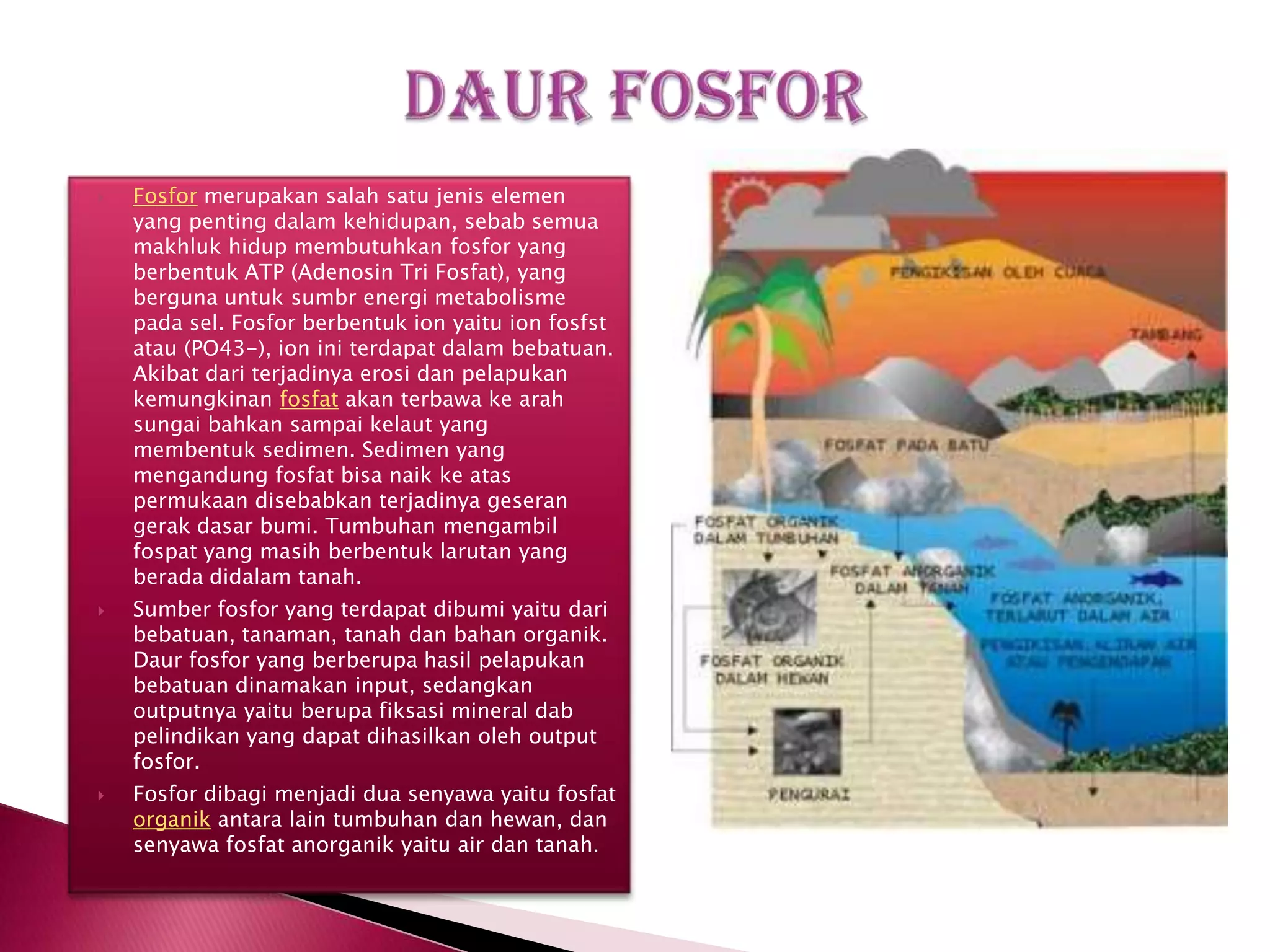 Daur biogeokimia | PPTX