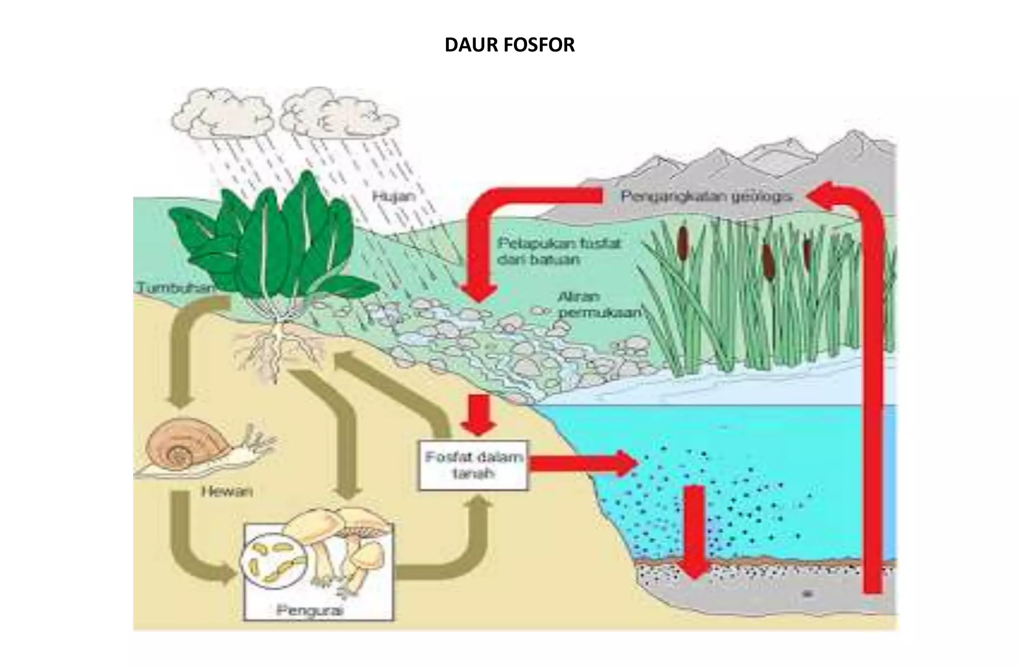 Daur biogeokimia | DOCX