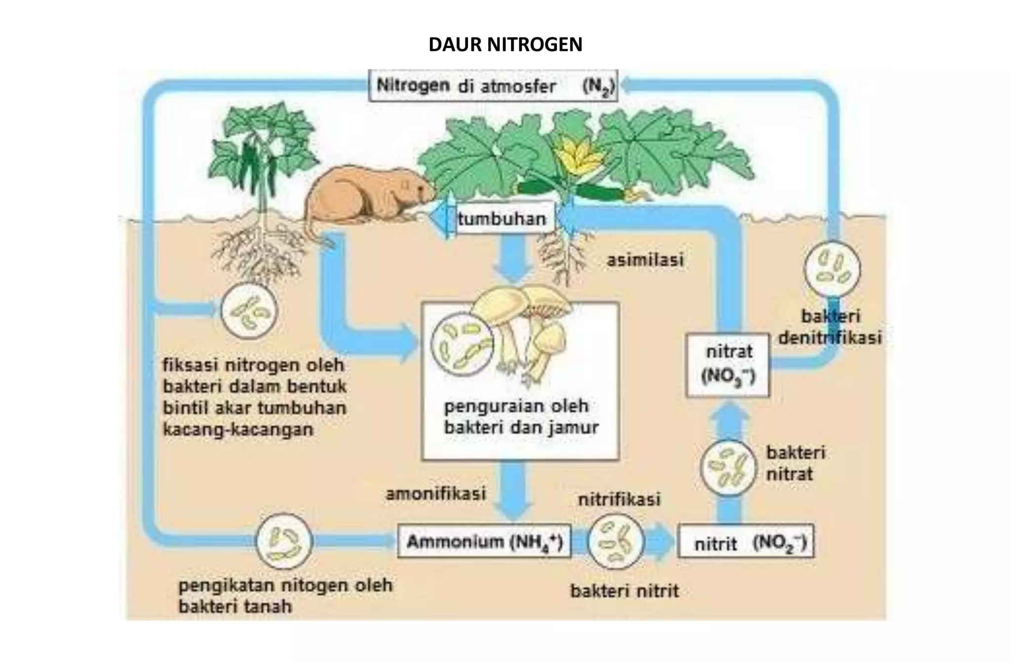 Daur biogeokimia | DOCX
