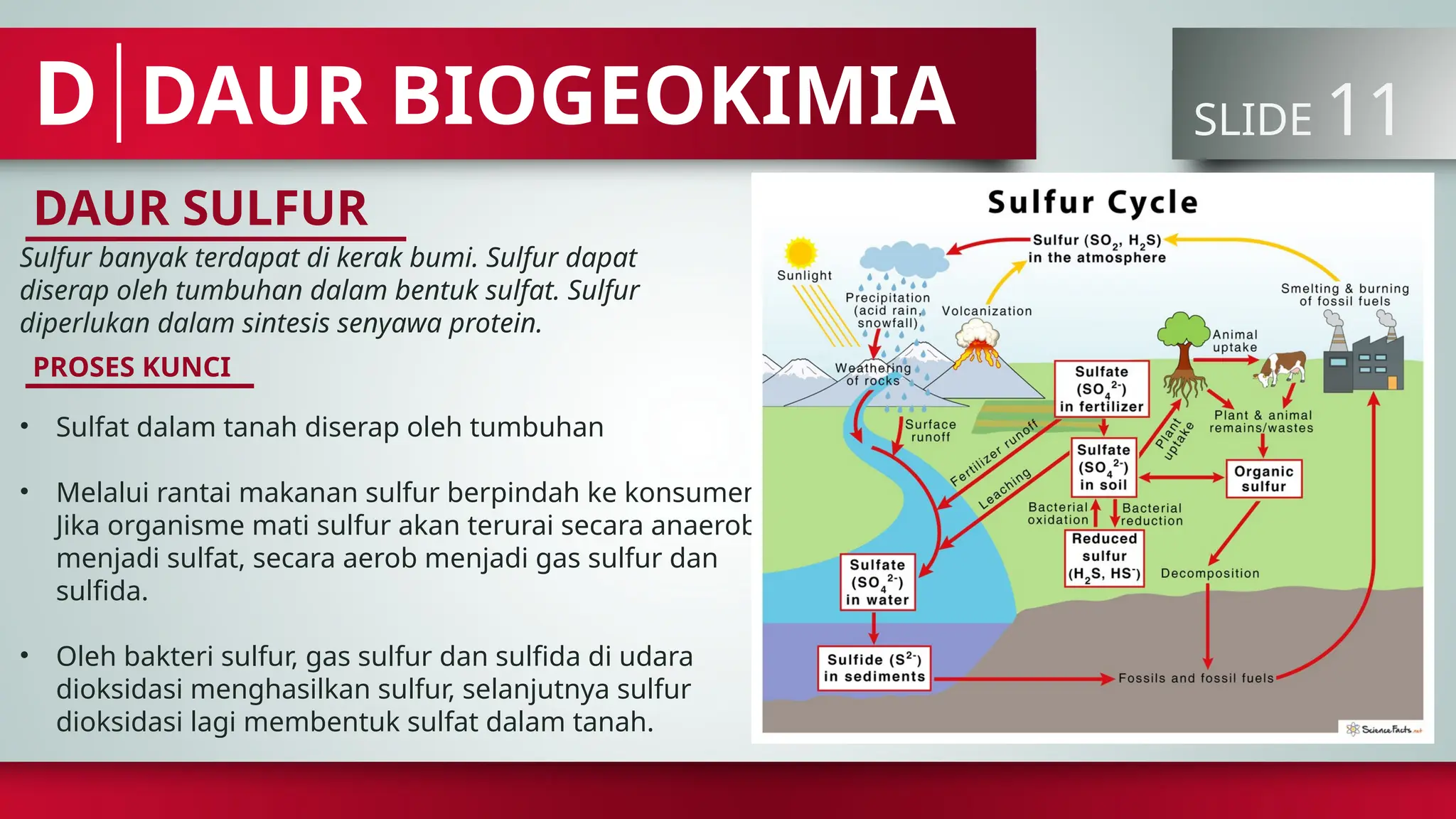 Daur Biogeokimia/ Siklus Biogeokimia (Bab Ekosistem) | PPTX
