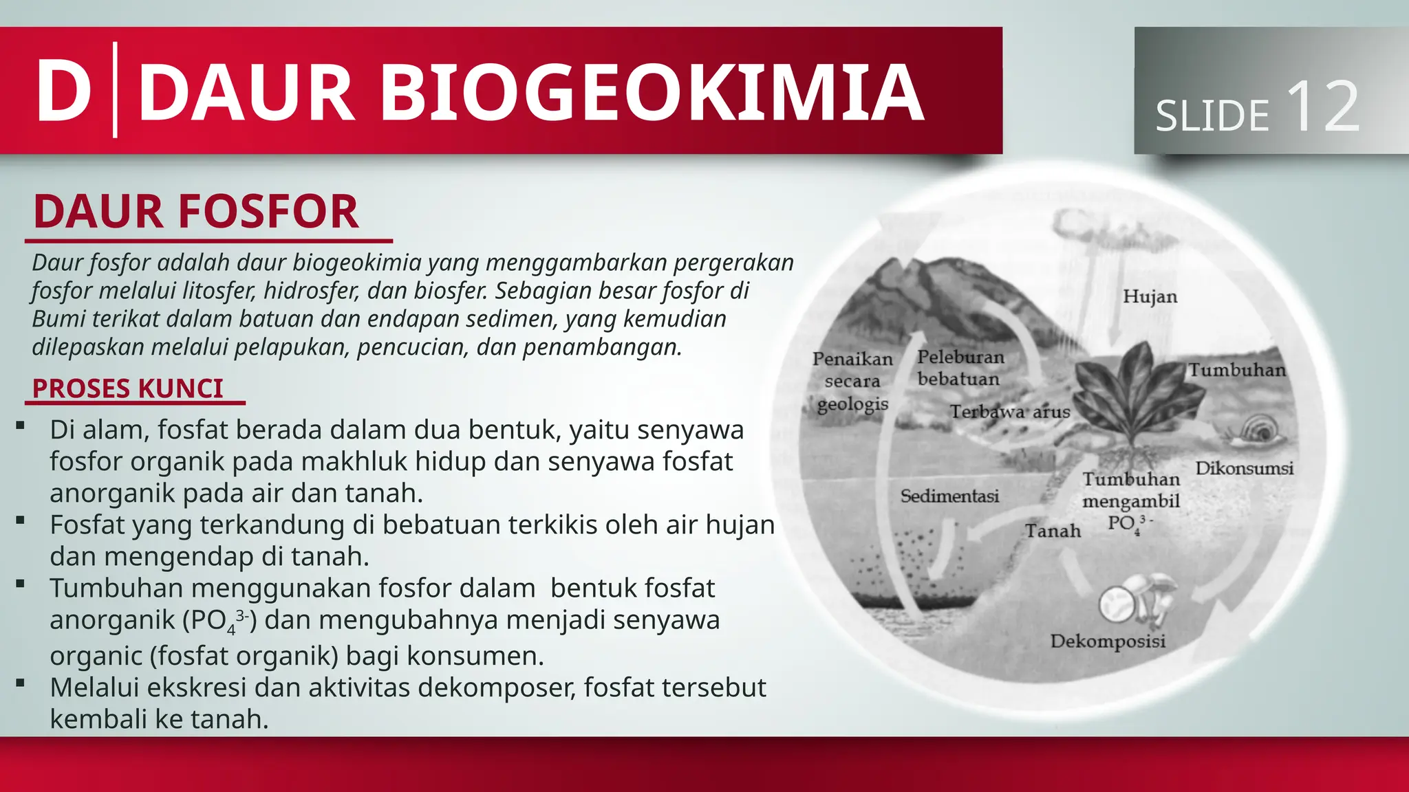 Daur Biogeokimia/ Siklus Biogeokimia (Bab Ekosistem) | PPTX