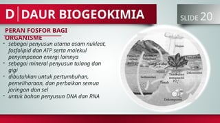 Daur Biogeokimia/ Siklus Biogeokimia (Bab Ekosistem) | PPTX