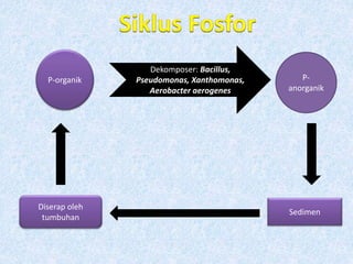 Siklus fosfor | PPTX