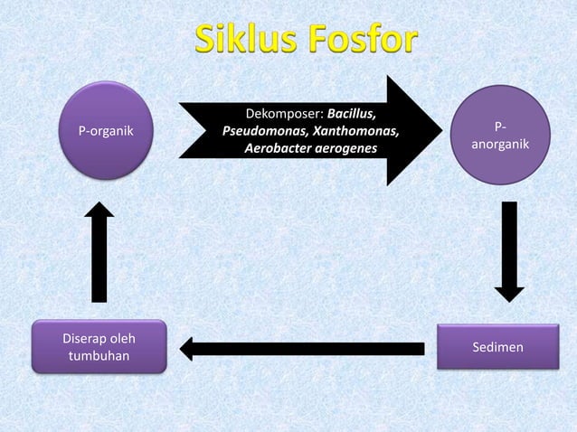 Siklus fosfor | PPTX